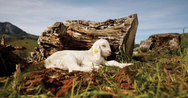 Springing to Life - Cal Poly Magazine