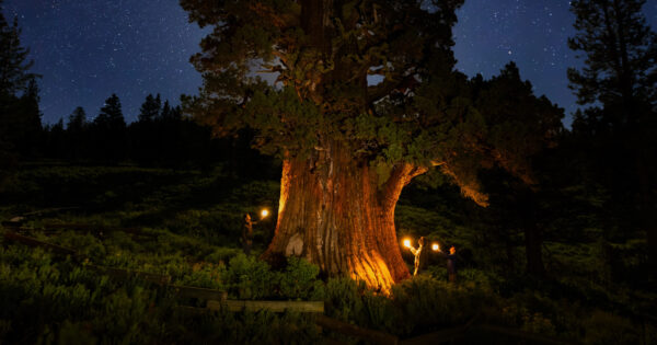One Giant Tree - Cal Poly Magazine